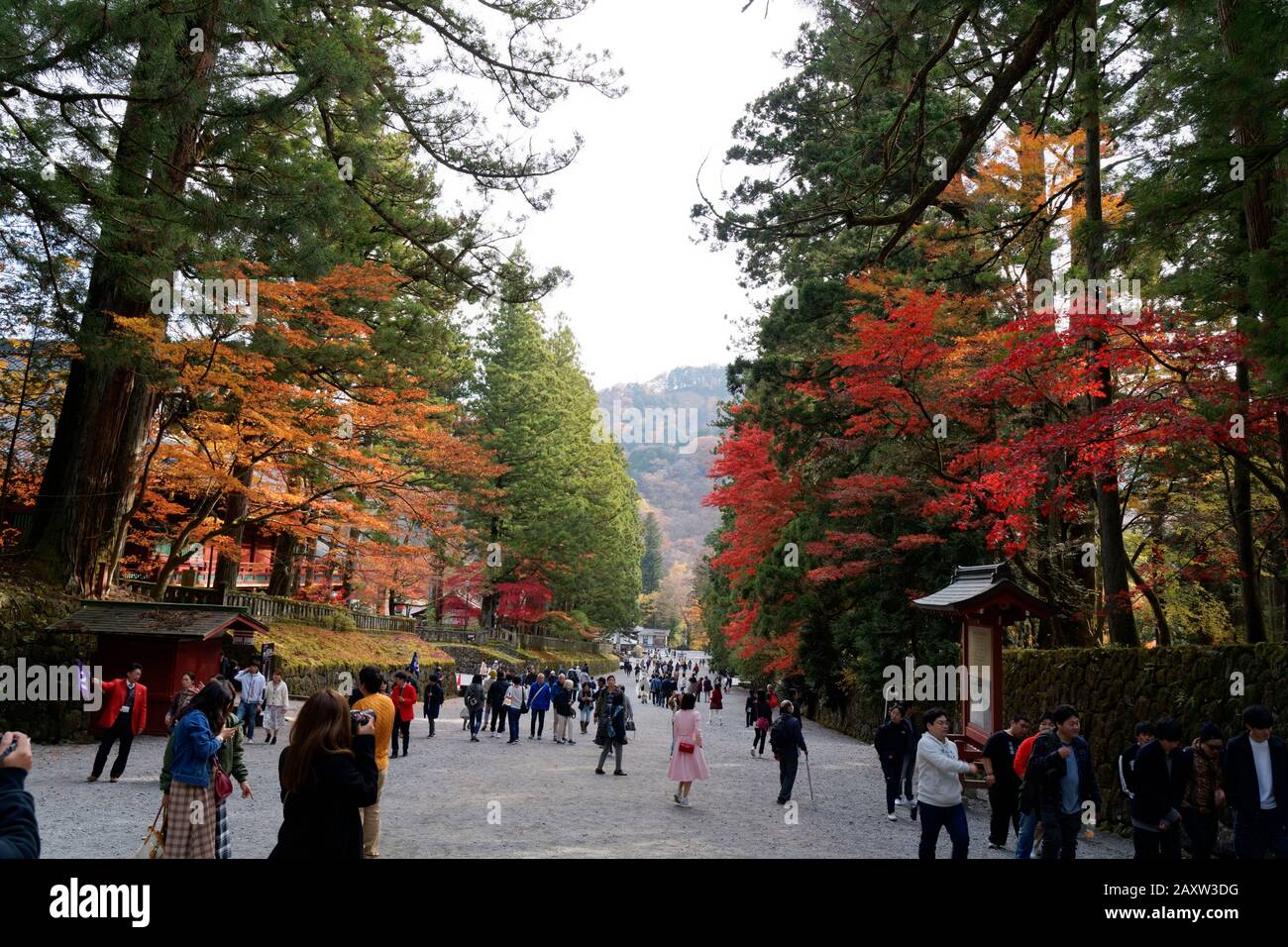 Colourful trees in autumn at Nikko, Japan shot on 60 megapixel camera ...