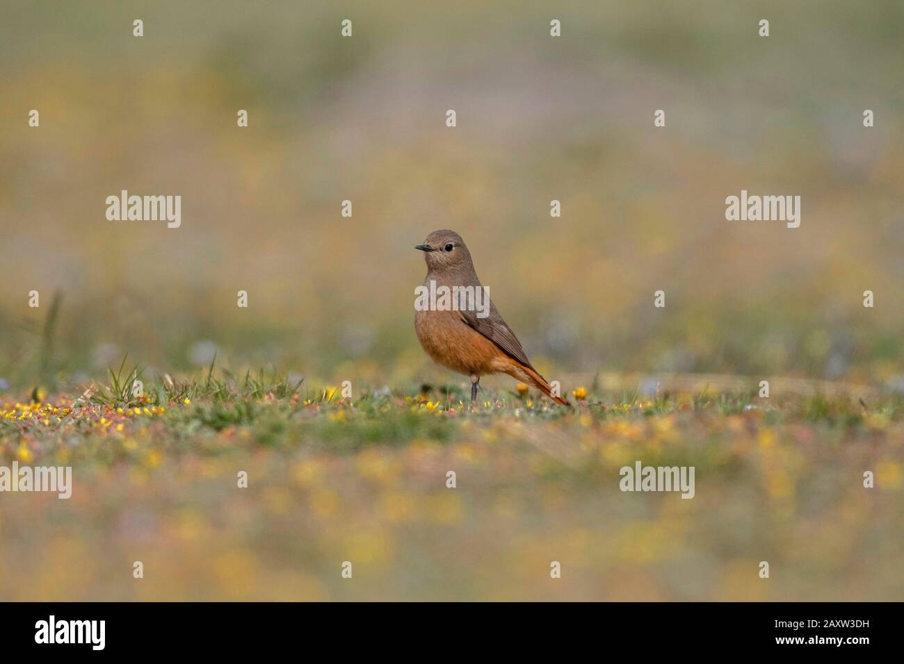 Black Redstart, Phoenicurus ochruros, Female, Ladakh, Jammu and Kashmir ...