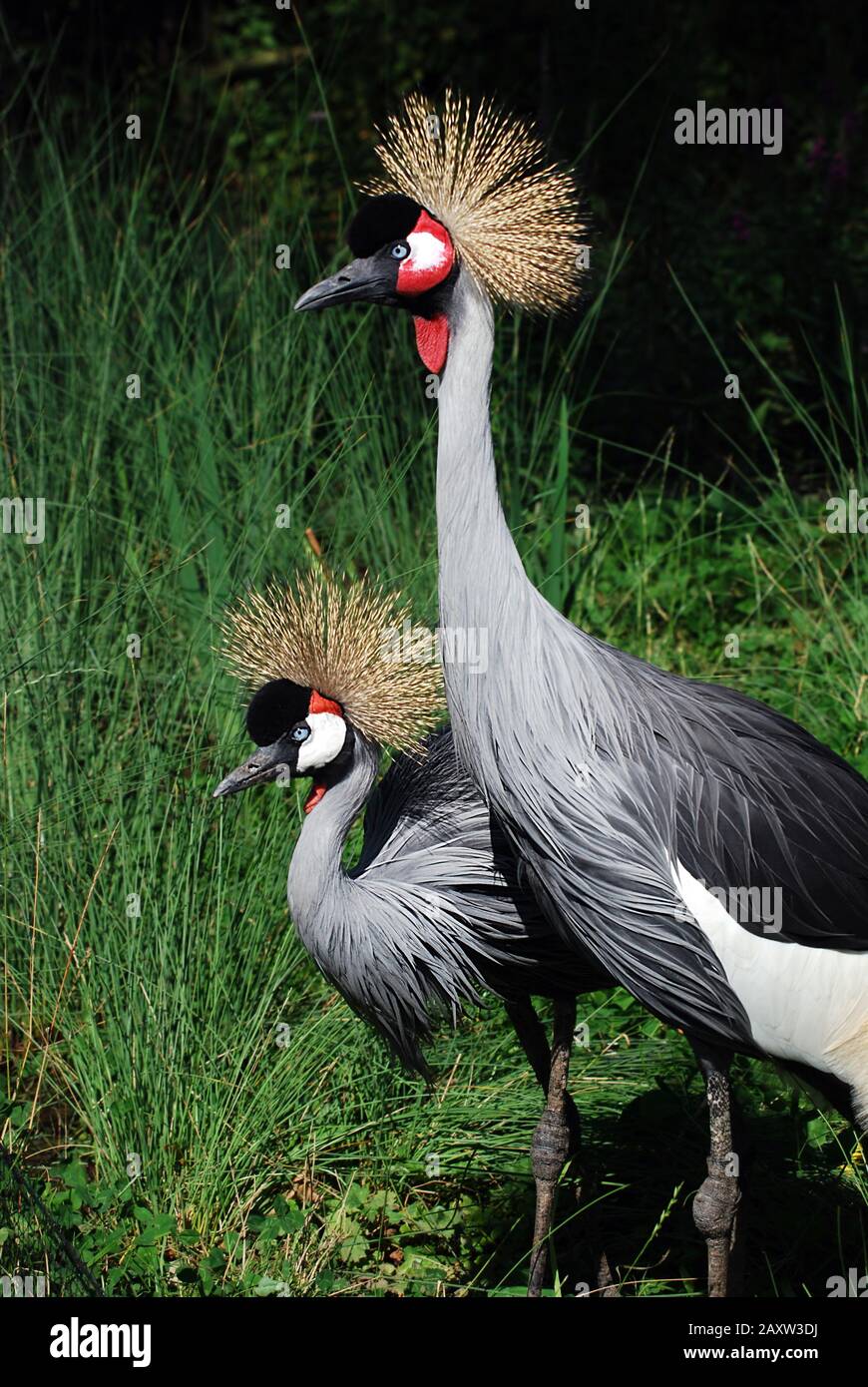 Golden Crested Crane Golden Crowned Crane High Resolution Stock ...