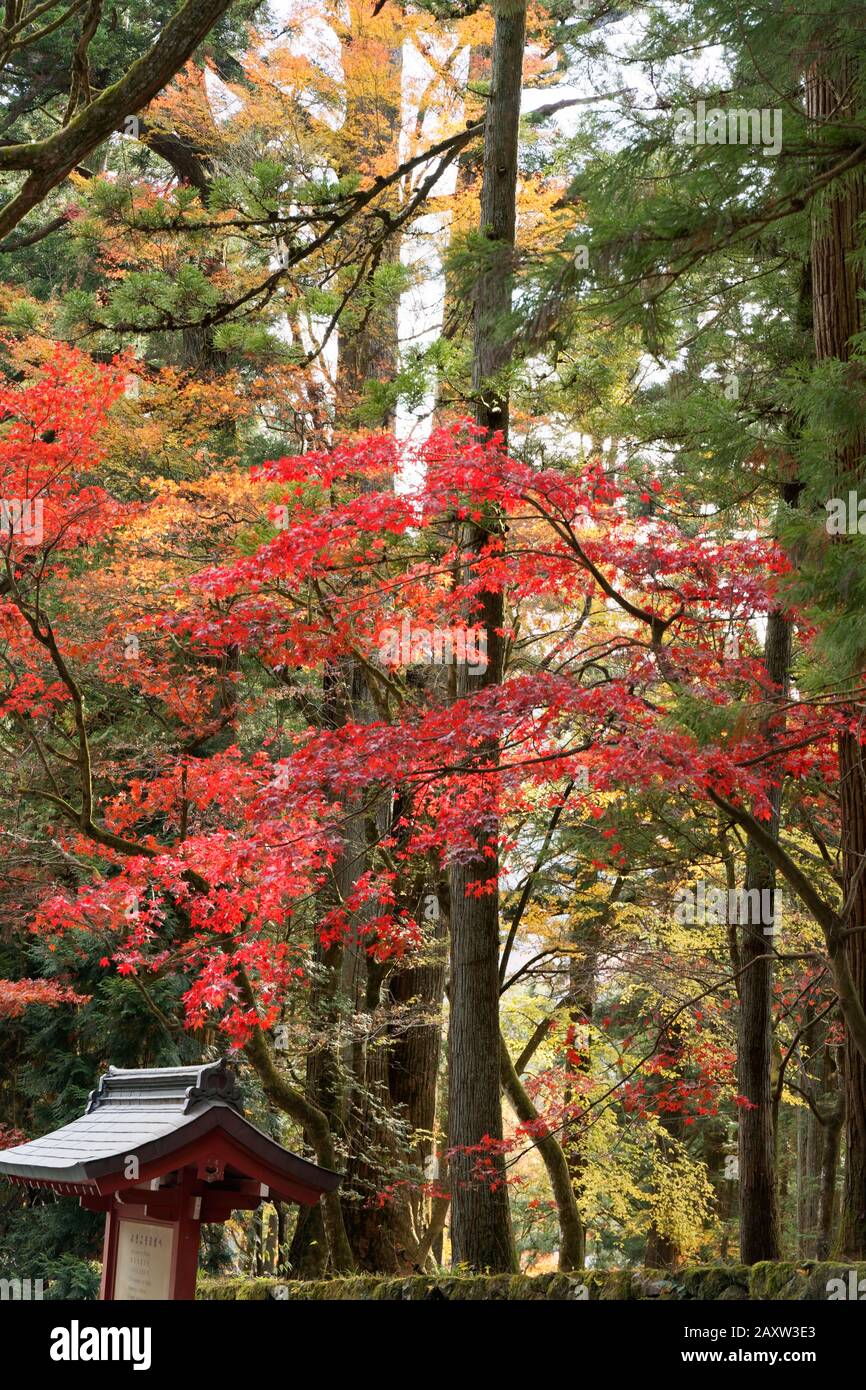 Colourful trees in autumn at Nikko, Japan shot on 60 megapixel camera ...