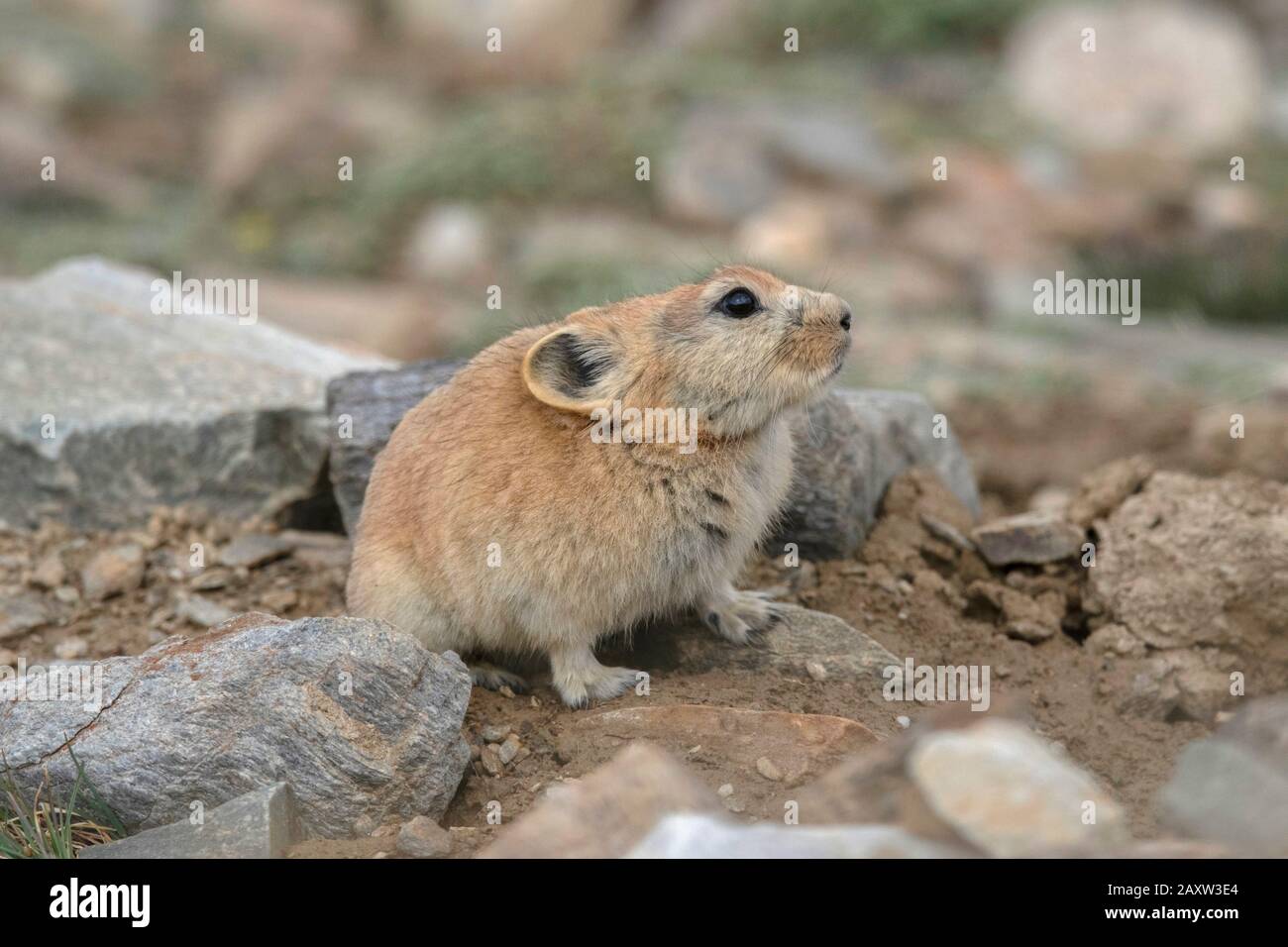 Pika genus Ochotona, Ladakh, Jammu and Kashmir, India Stock Photo - Alamy