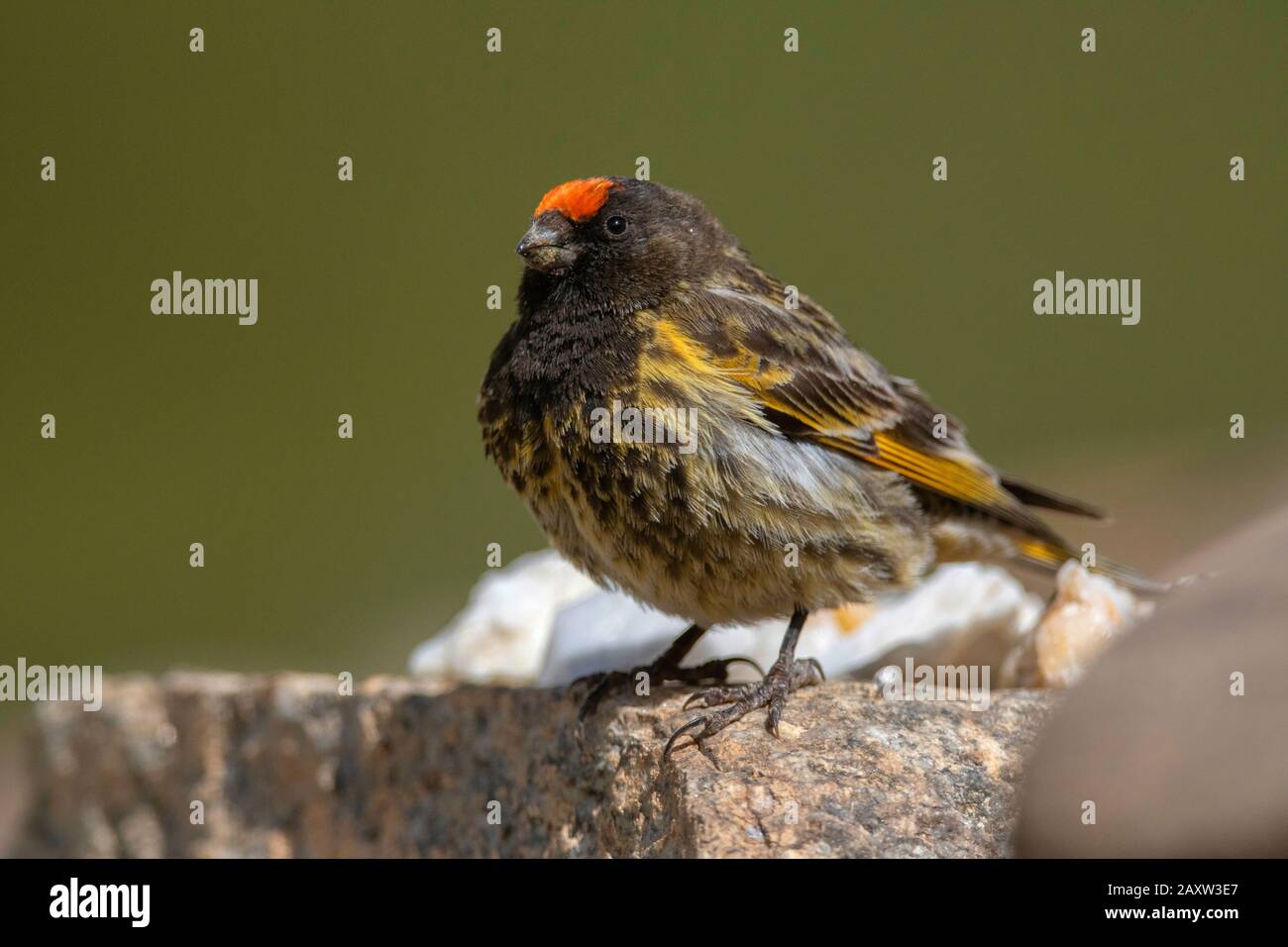 Fire serin hi-res stock photography and images - Alamy