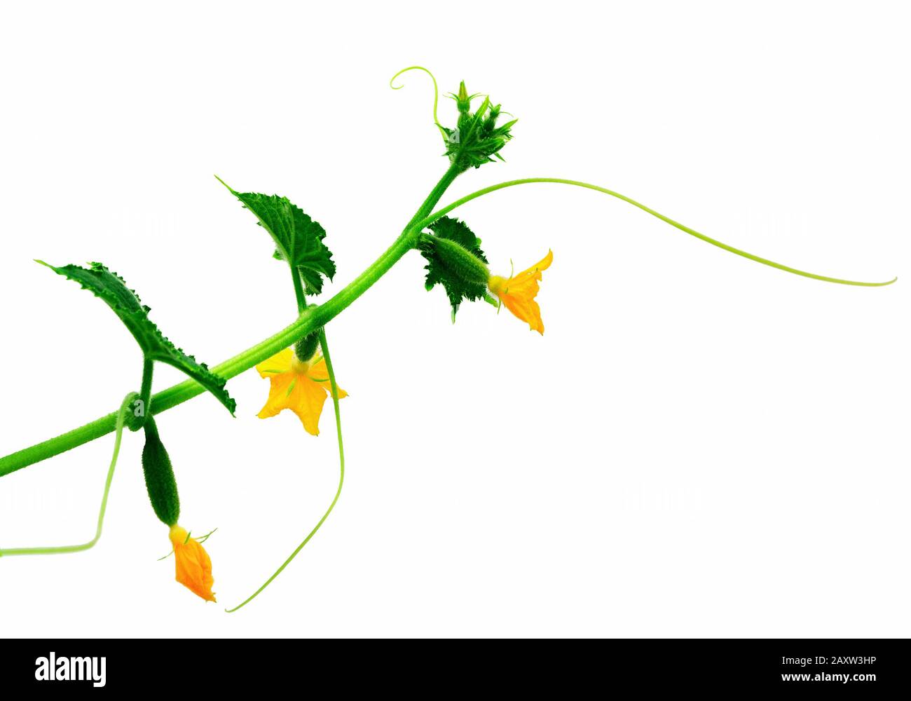 Small garden greenhouse plants Cut Out Stock Images & Pictures - Alamy