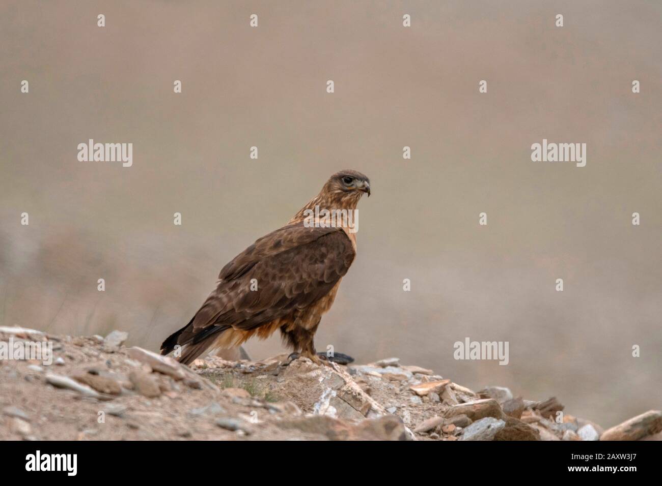 Upland Buzzard, Buteo hemilasius, Ladakh, Jammu and Kashmir, India ...