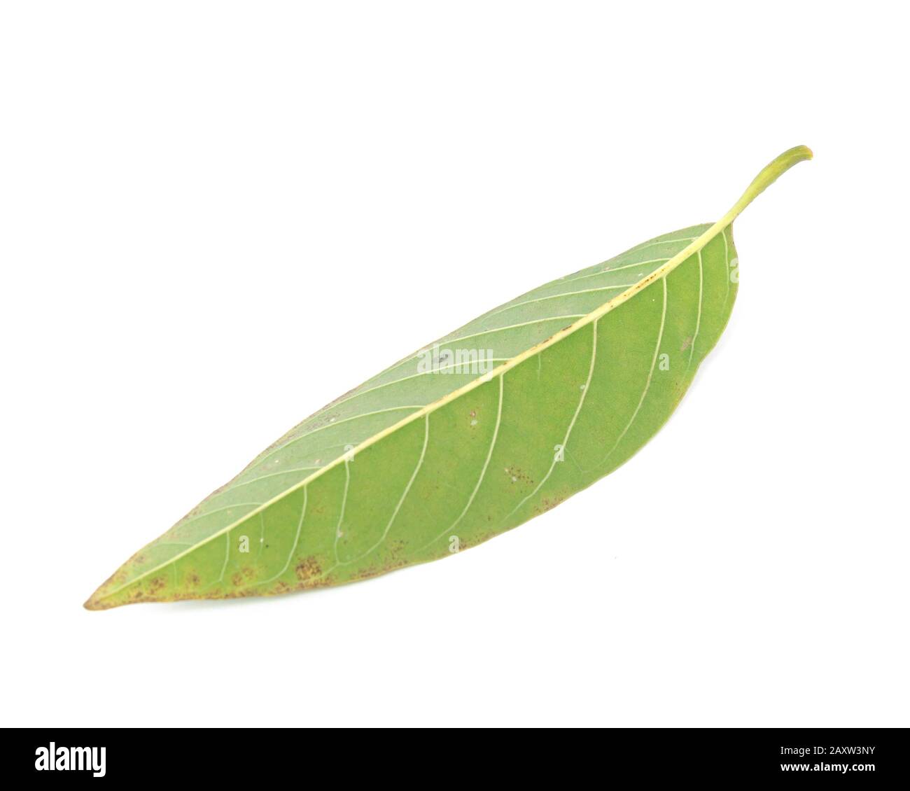 Green tropical custard apple or sweetsop leaf isolated on white Stock ...