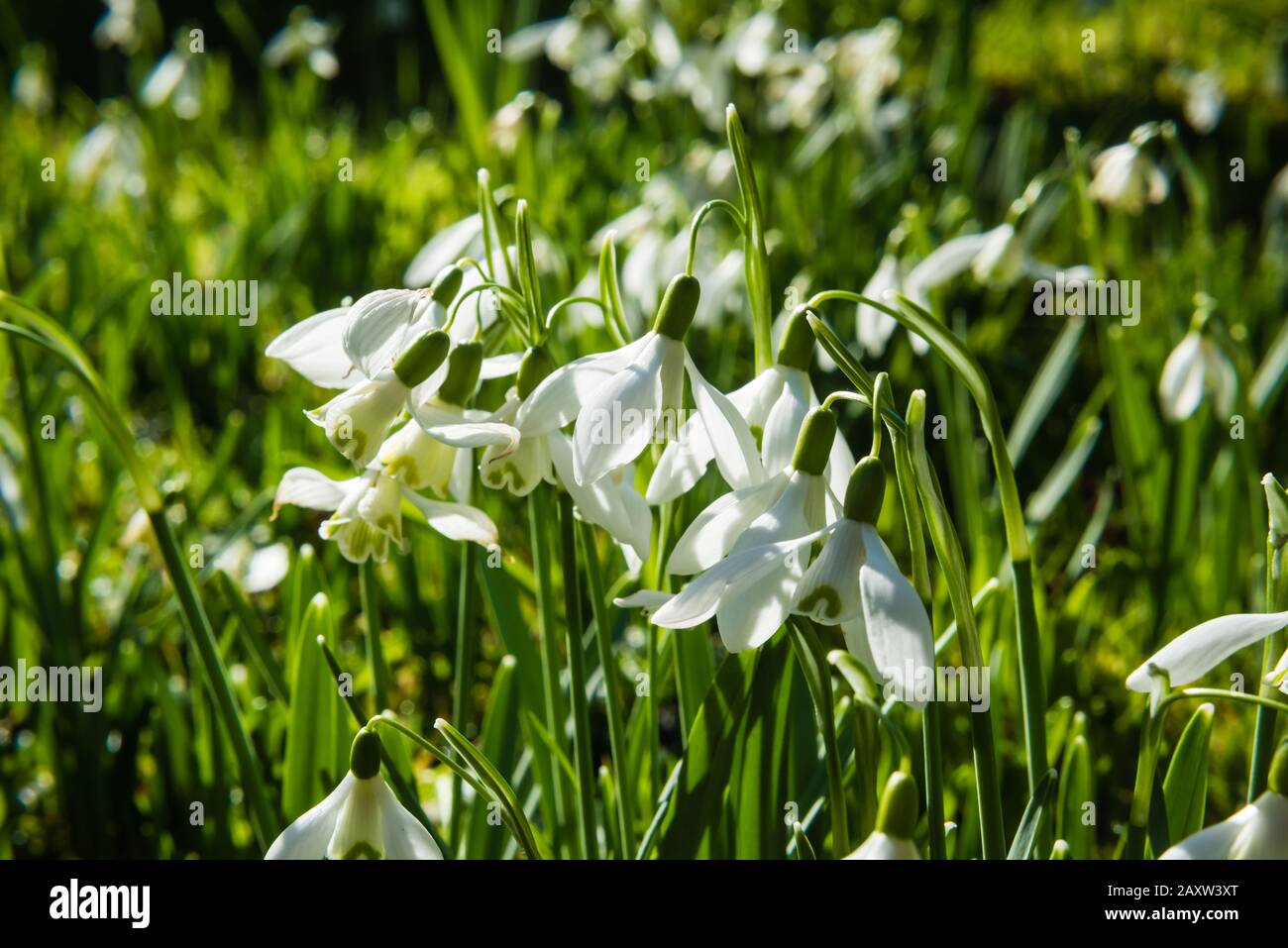 Village snowdrops hi-res stock photography and images - Alamy