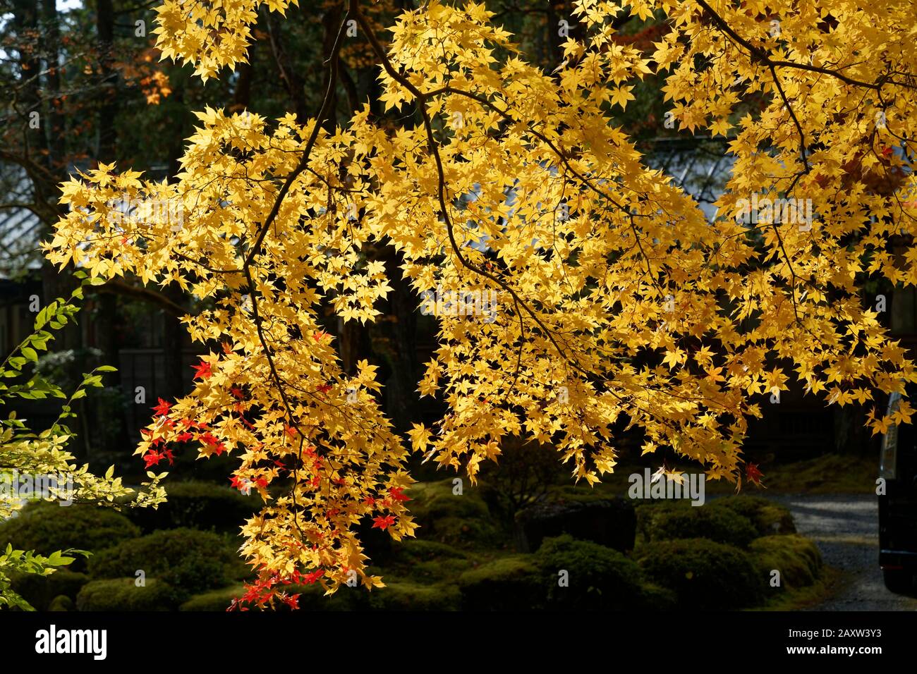Colourful trees in autumn at Nikko, Japan shot on 60 megapixel camera ...