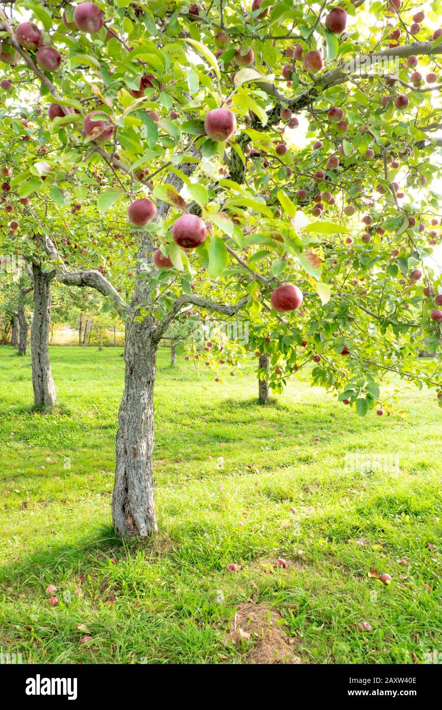 Apple house in Quebec City, Canada Stock Photo - Alamy