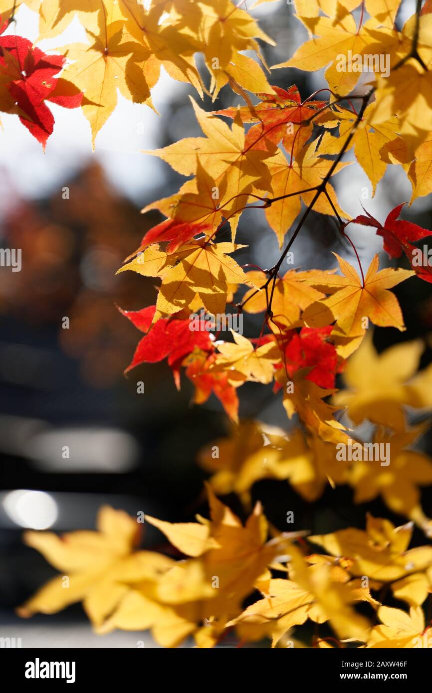 Colourful trees in autumn at Nikko, Japan shot on 60 megapixel camera ...