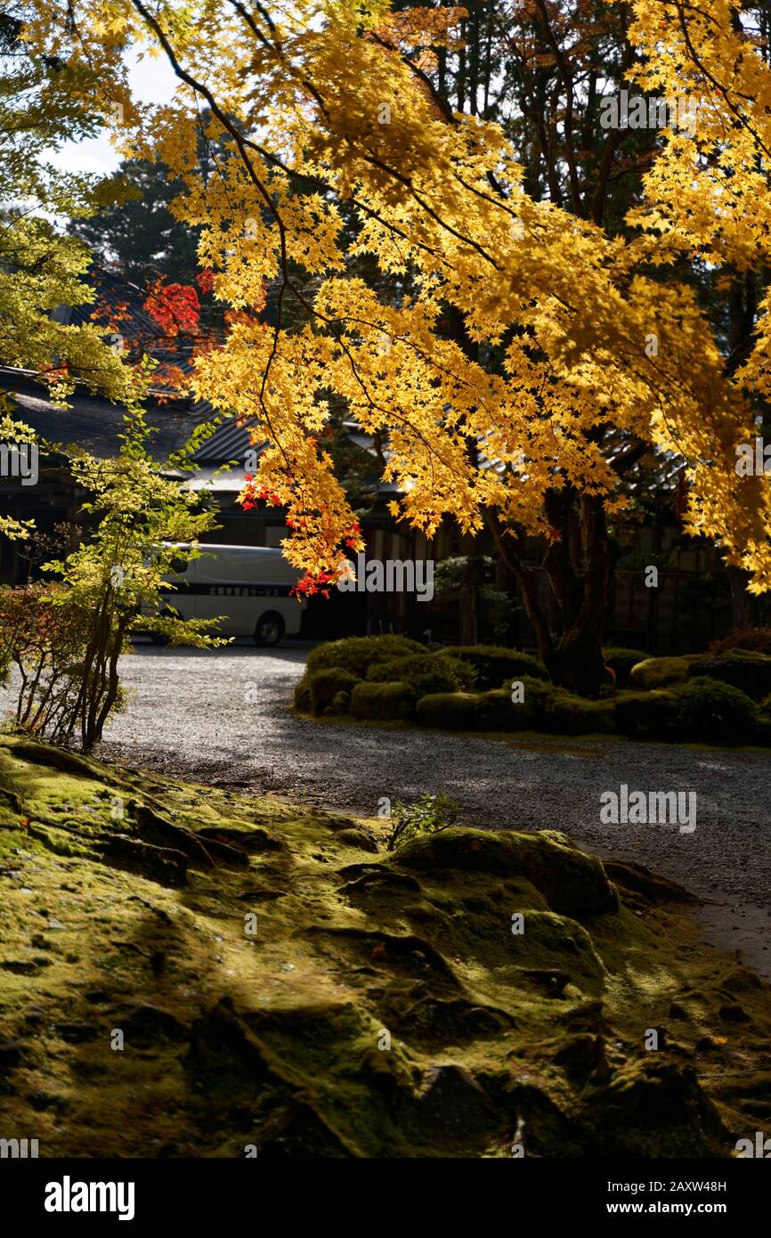 Colourful trees in autumn at Nikko, Japan shot on 60 megapixel camera ...