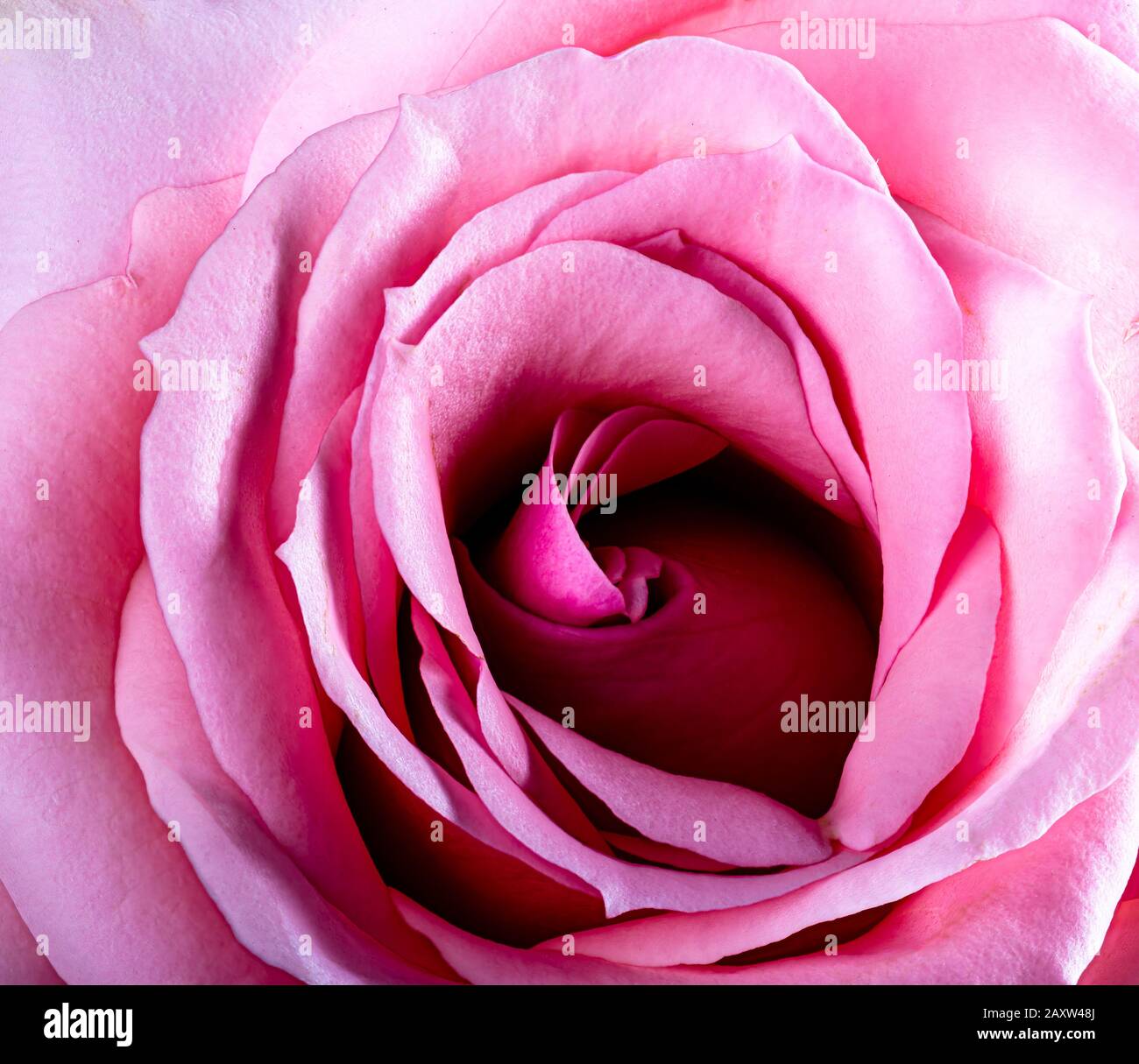 Beautiful rose macro shot hi-res stock photography and images - Alamy