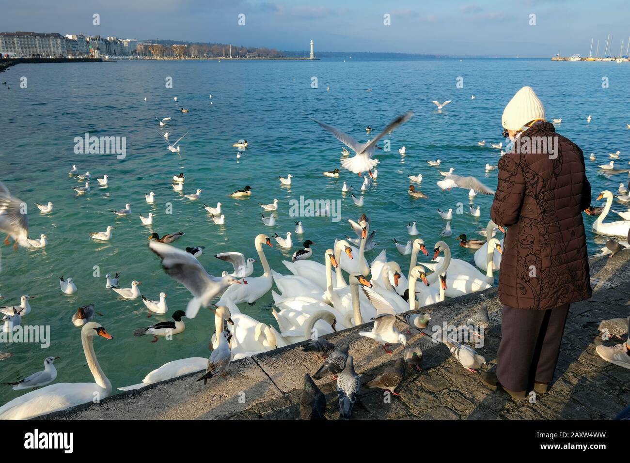 Swan on the waterfront in geneva hi-res stock photography and images ...