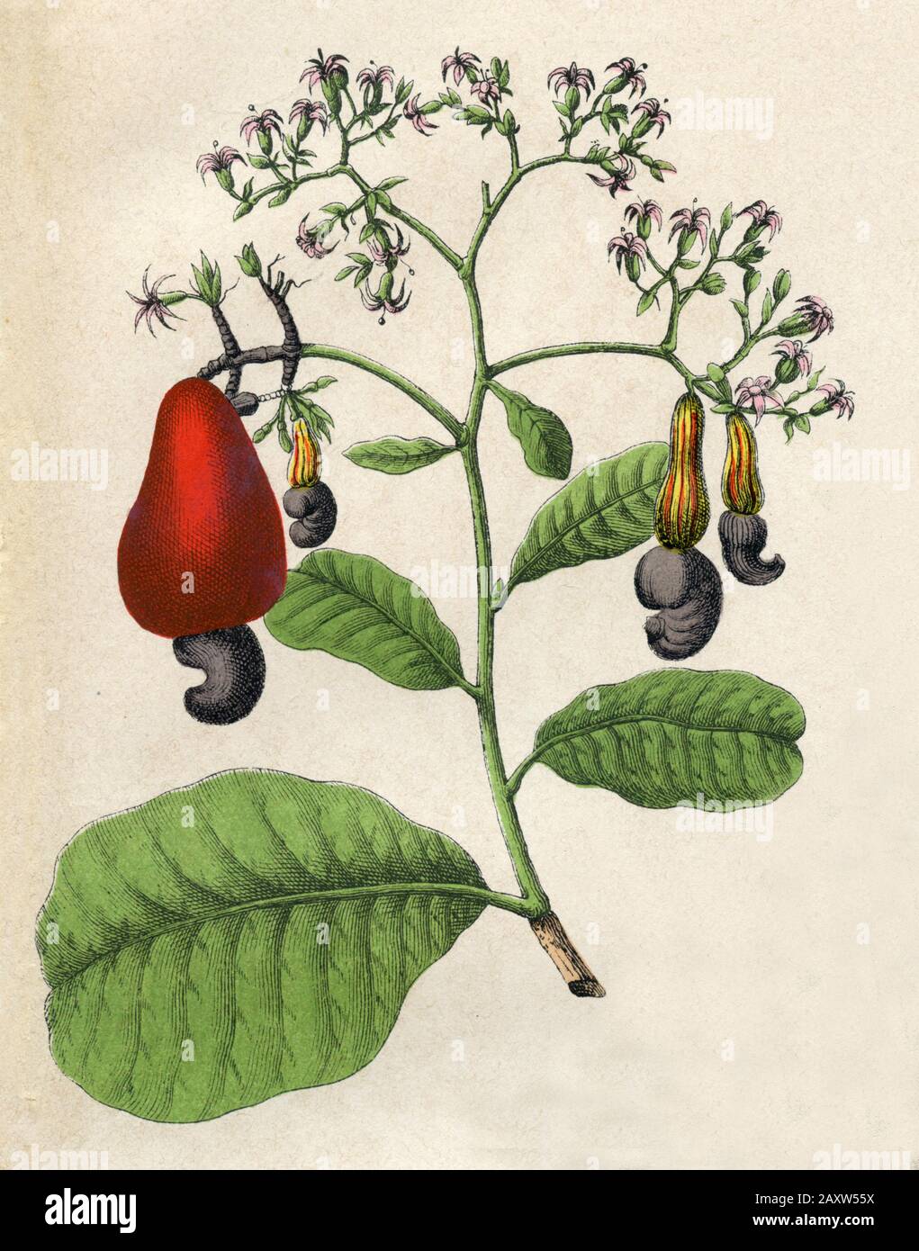cashew Anacardium occidentale, (botany book, 1879 Stock Photo - Alamy