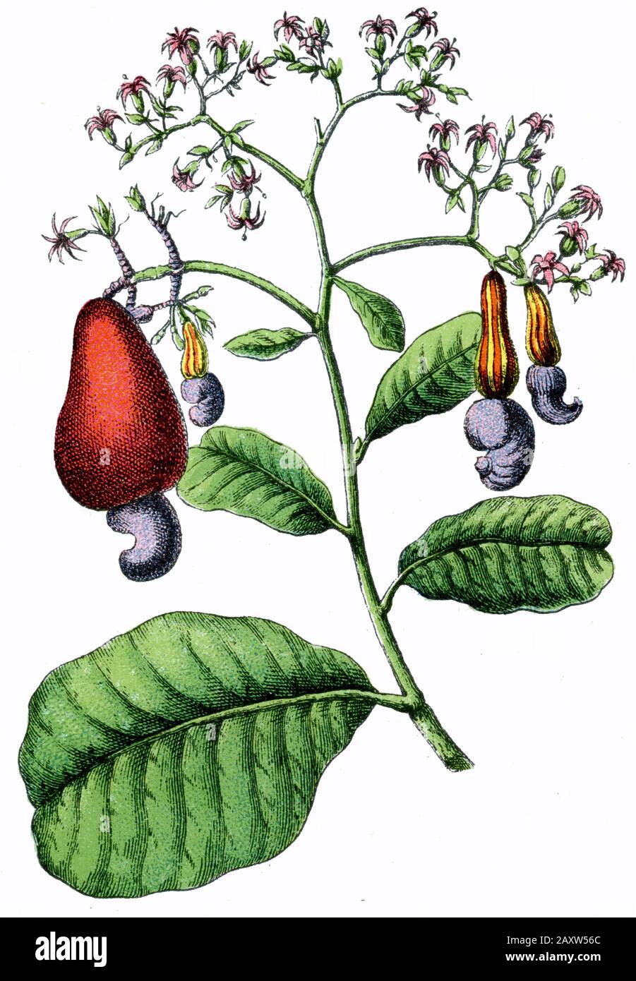 Cashew drawing hi-res stock photography and images - Alamy