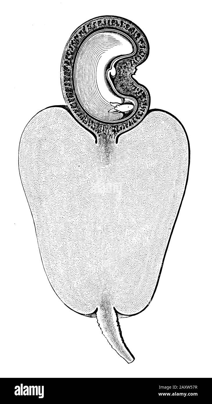 Anacardium occidentale cashew illustration hi-res stock photography and ...
