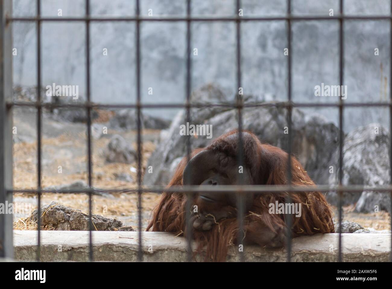 Deforestation animal sad hi-res stock photography and images - Alamy