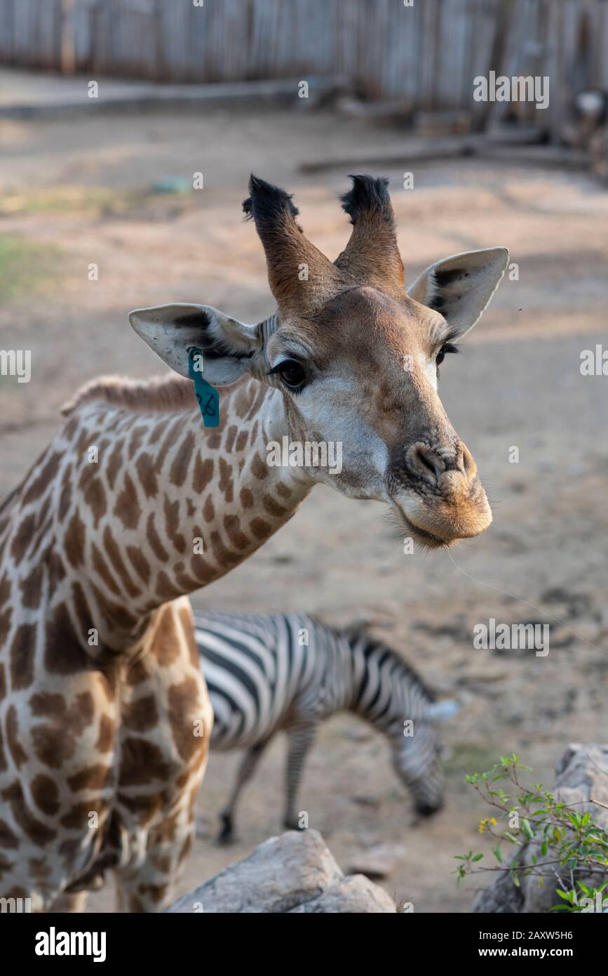 Wild African giraffe wildlife tallest animal at wild area zoo Stock ...