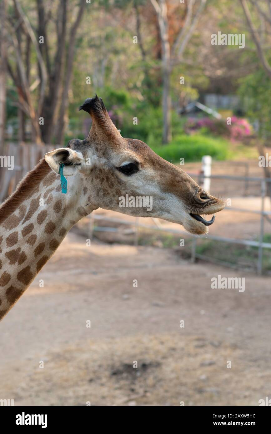 Wild African giraffe wildlife tallest animal at wild area zoo Stock ...