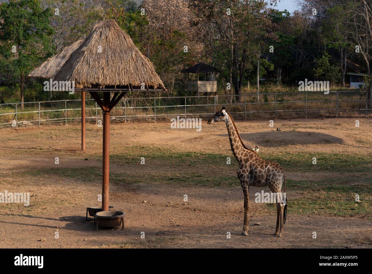 Wild African giraffe wildlife tallest animal at wild area zoo Stock ...