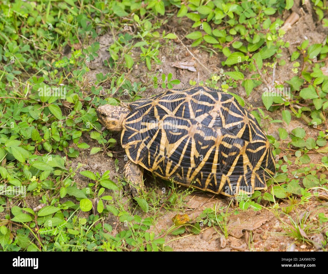 Indian star tortoise hi-res stock photography and images - Alamy