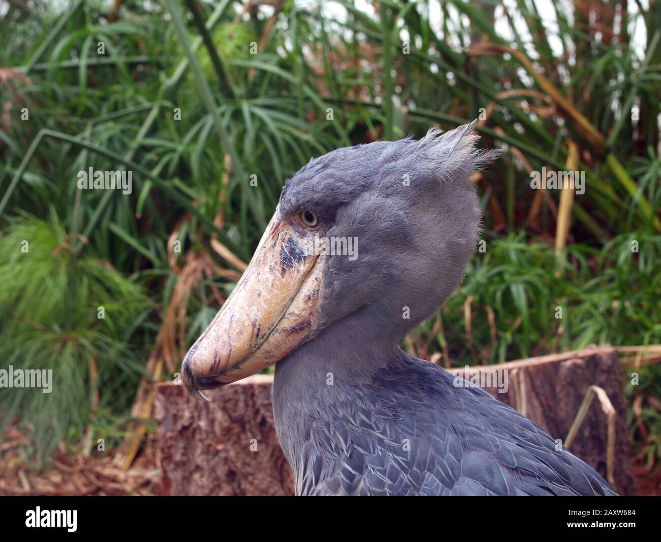 Whale-head bird beed in prague zoo Stock Photo - Alamy