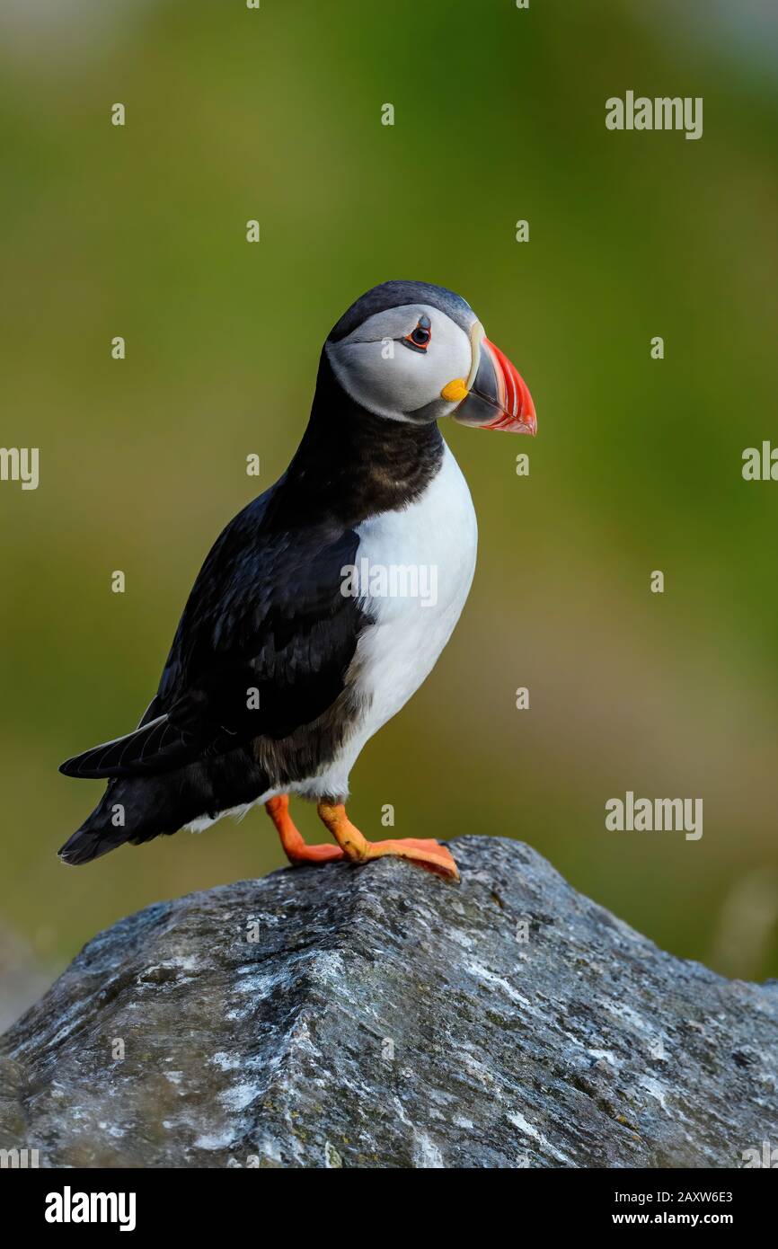 Atlantic Puffin - Fratercula arctica, beautiful colorful sea bird ...