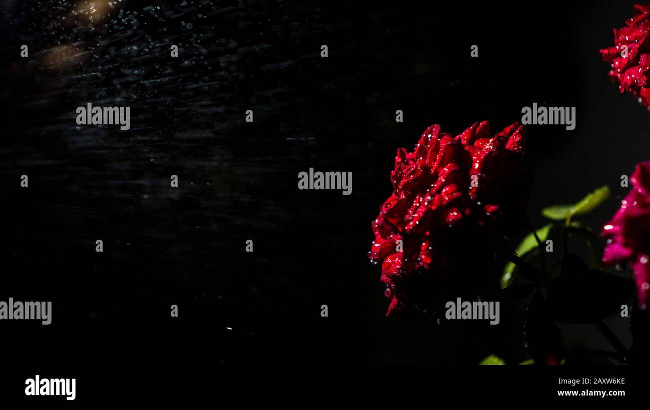Shower rose petals hi-res stock photography and images - Alamy
