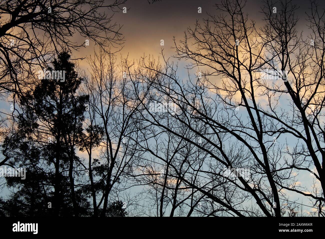 Tree branches in Winter with sunset background Stock Photo - Alamy
