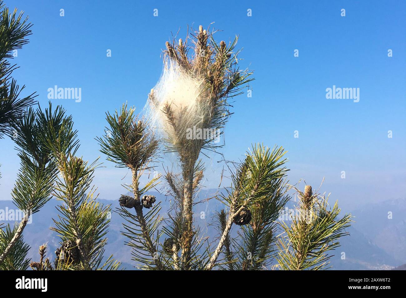 Processionary spider web toxic for plants and men Stock Photo - Alamy
