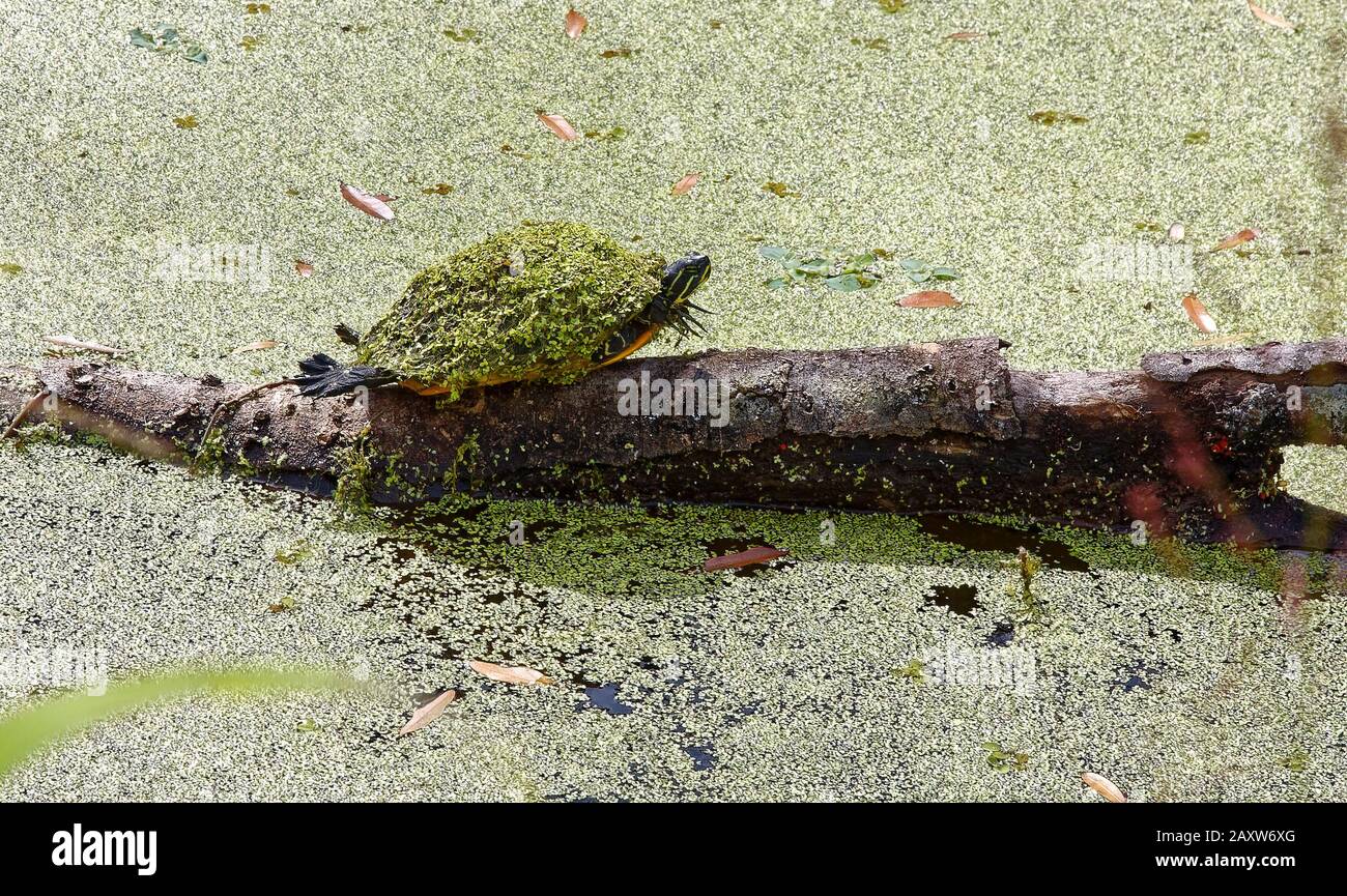 Common cooter turtle, on log, covered with foliage, nature; animal ...