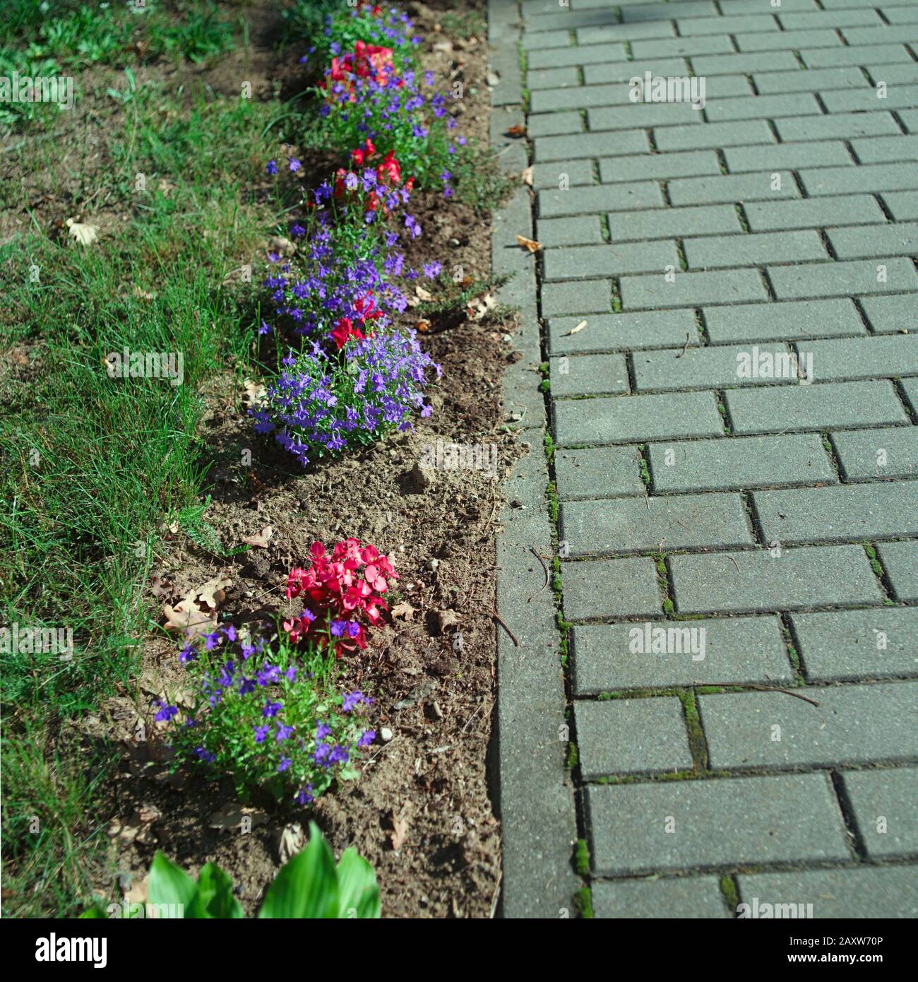Tiled footpath decorated with small colorful plants Stock Photo - Alamy