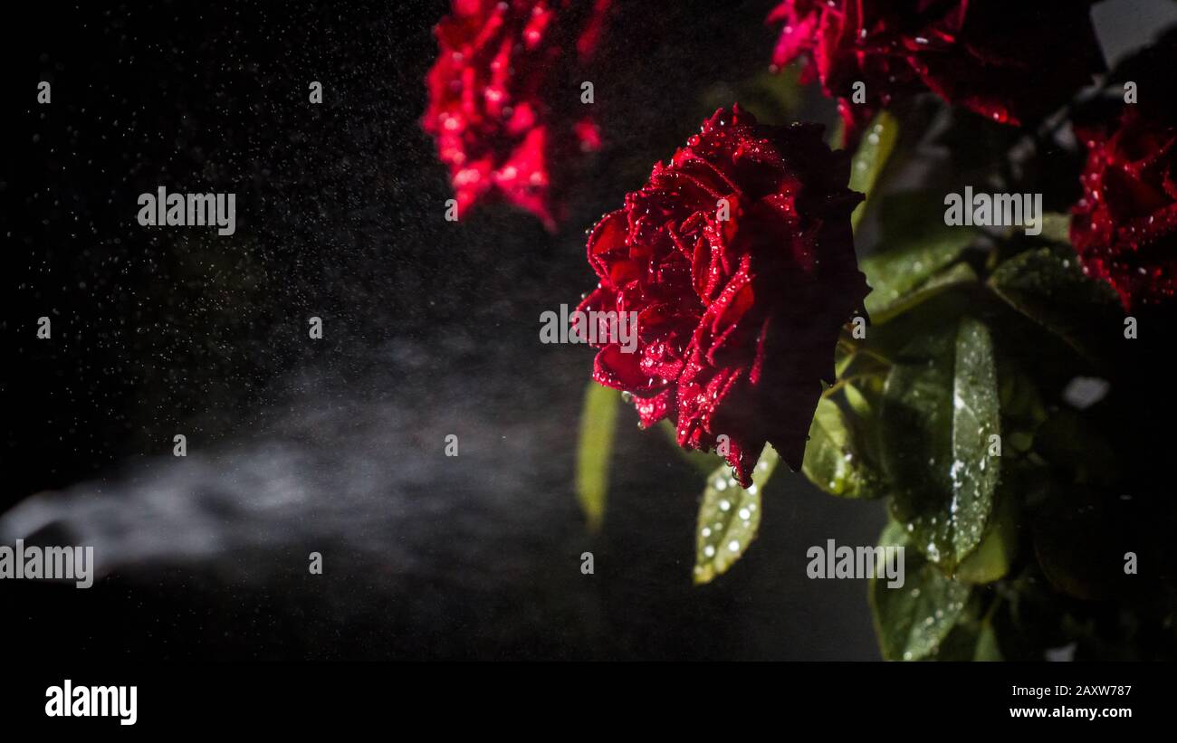 Red Rose with water spray shower. Closeup of water drops on rose petals ...