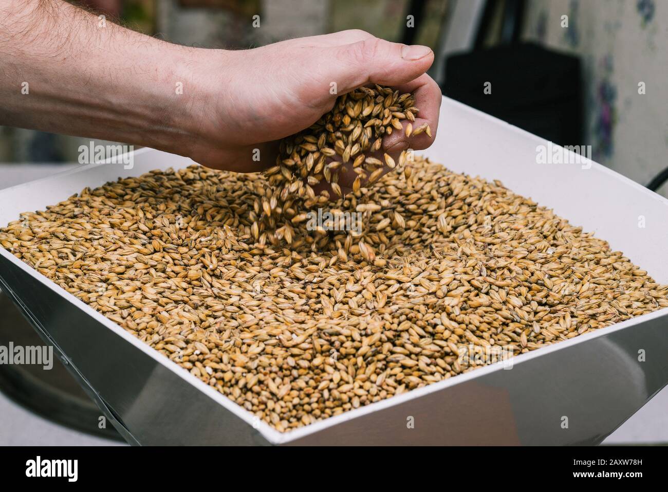 A man holds a malt in his hand. Kraft brewing from barley malt Stock ...
