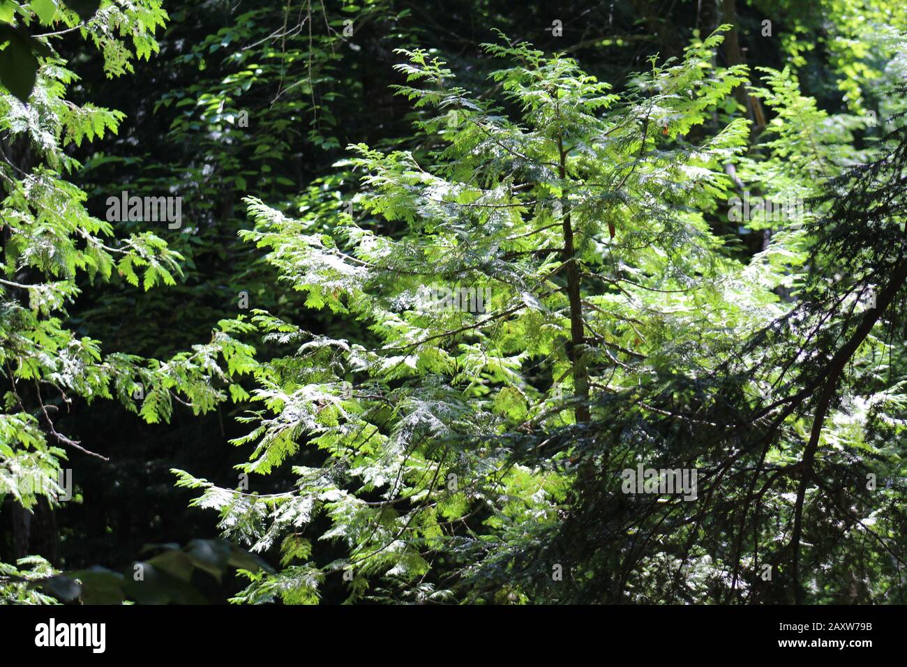 Daytime hike in a Michigan forest Stock Photo - Alamy