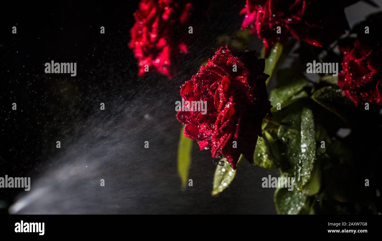 Red Rose with water spray shower. Closeup of water drops on rose petals ...
