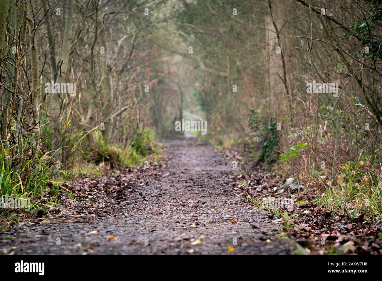 An empty path through the forest Stock Photo - Alamy