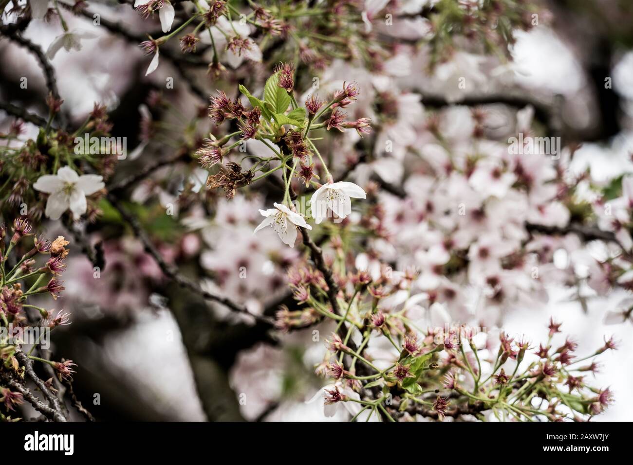 Colourful blooming cherry tree hi-res stock photography and images - Alamy