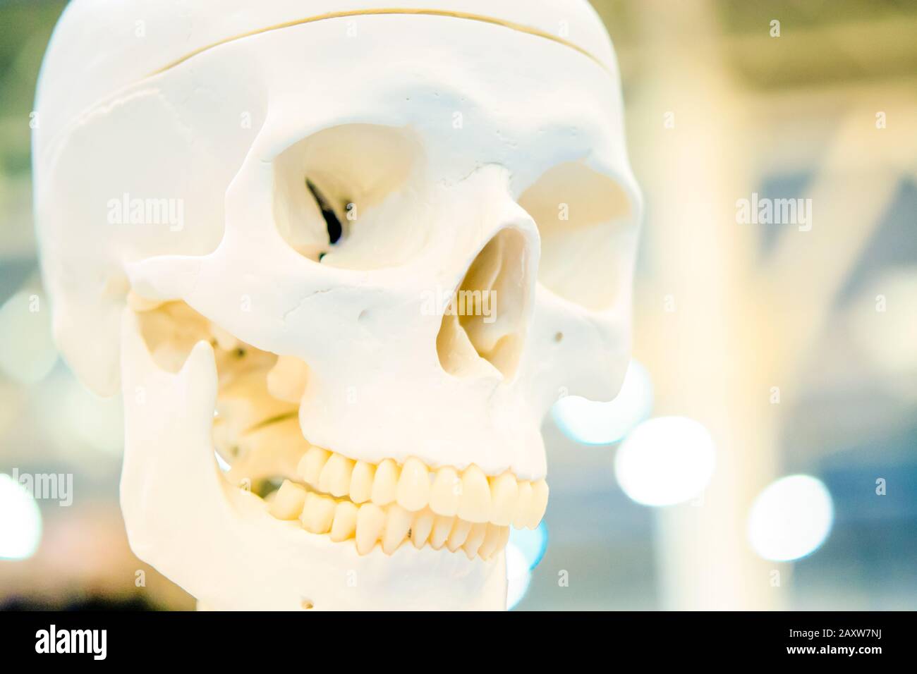 White layout human skull closeup, medical exhibit Stock Photo - Alamy