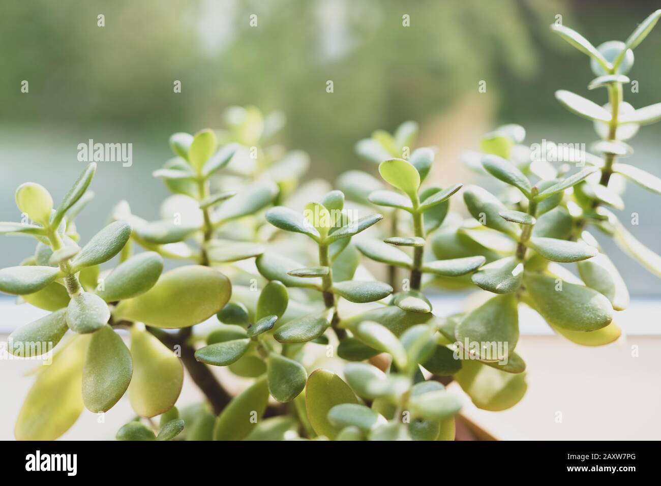 crassula indoor plant in the sun, money tree Stock Photo - Alamy