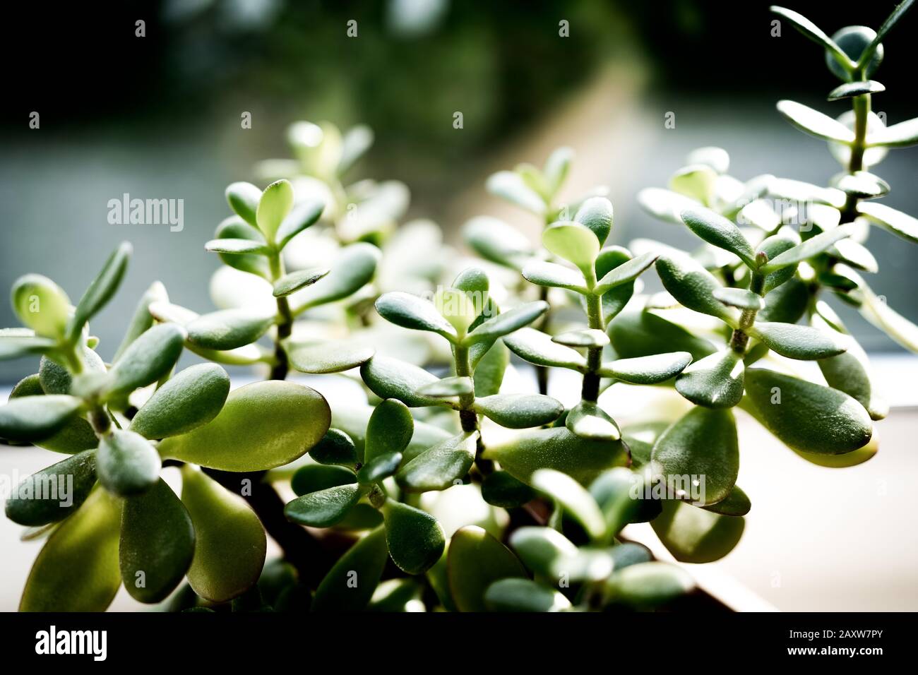Money tree plant hi-res stock photography and images - Alamy