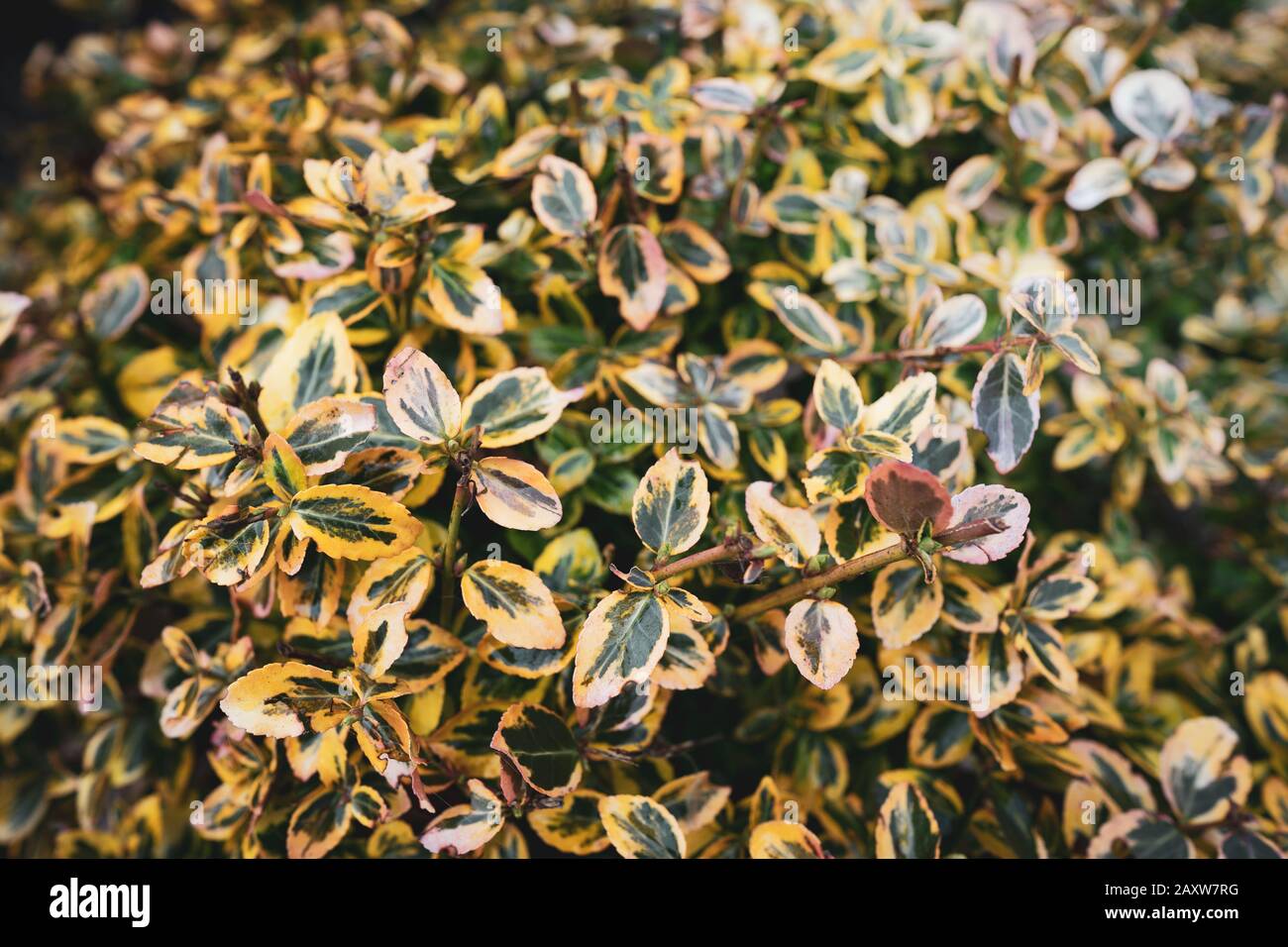 Spindle tree bush shrub hi-res stock photography and images - Alamy