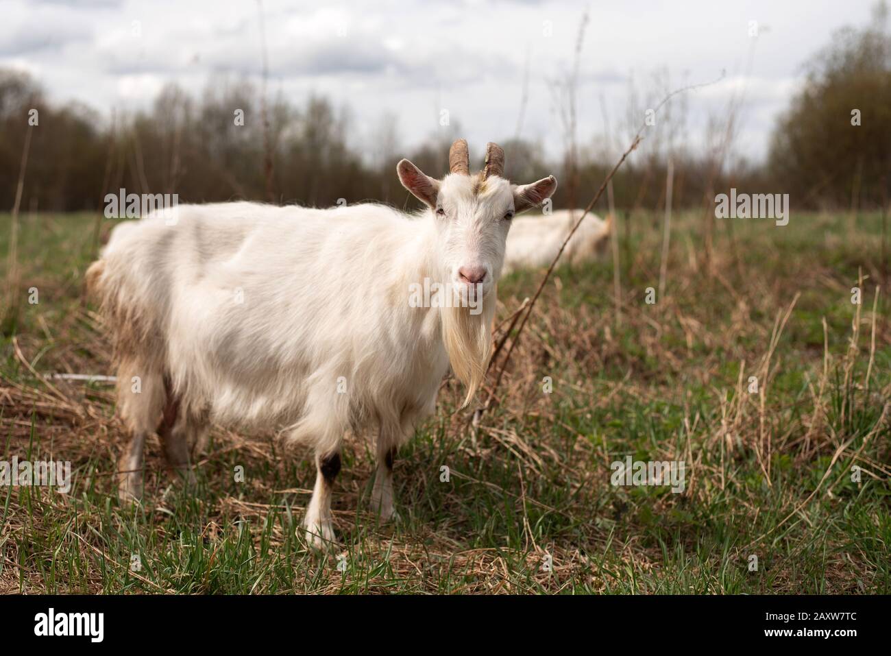 Goat paddock hi-res stock photography and images - Alamy