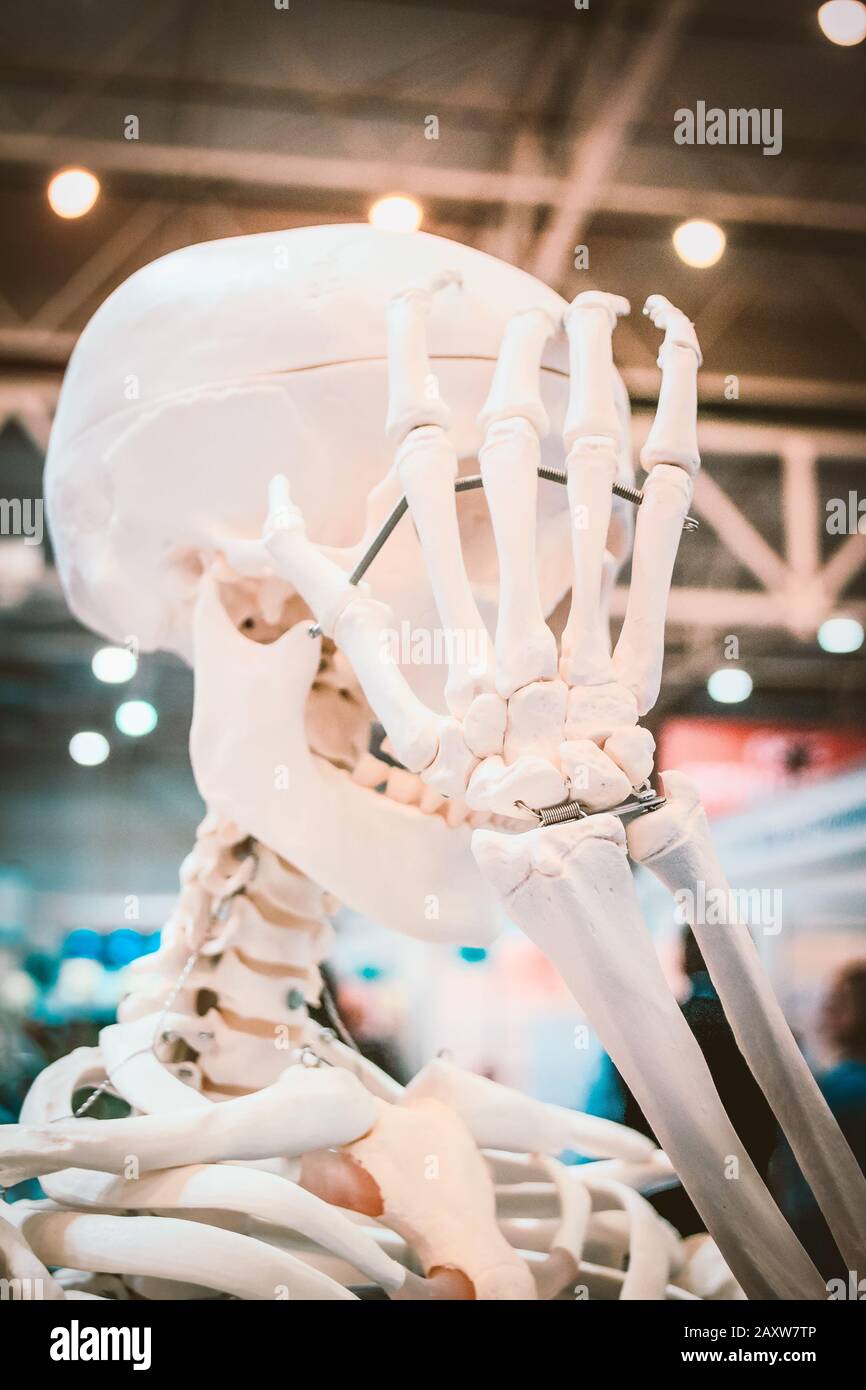 Human skeleton and layout of a human skull closeup, medical exhibit ...