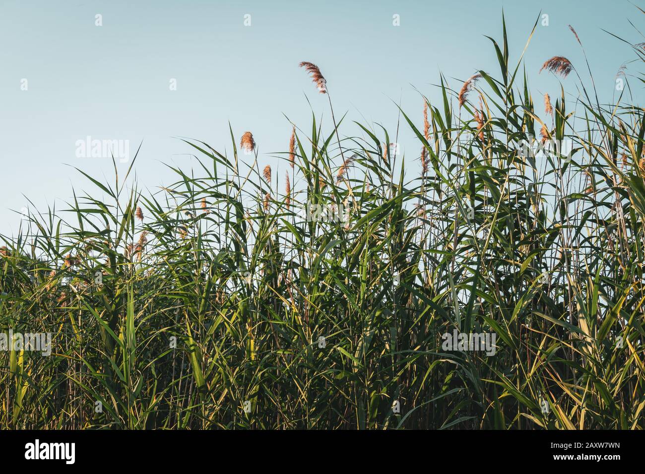 Common reed tall grass hi-res stock photography and images - Alamy