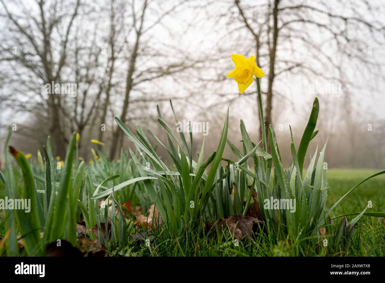 Natural view of daffodil flower bloom in the forest with green grass ...