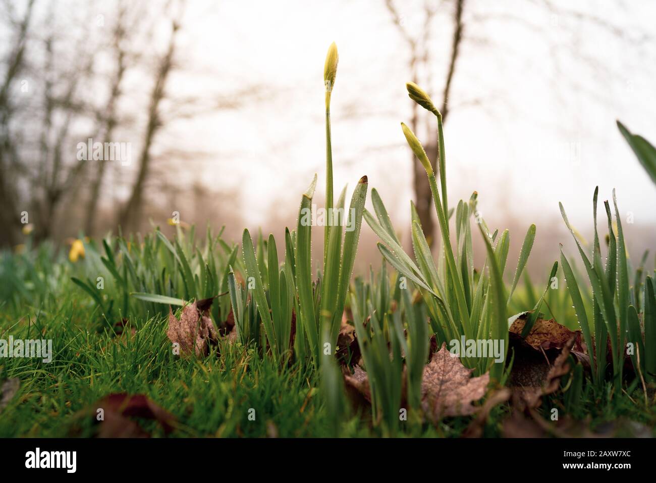 Natural view of daffodil flower bloom in the forest with green grass ...