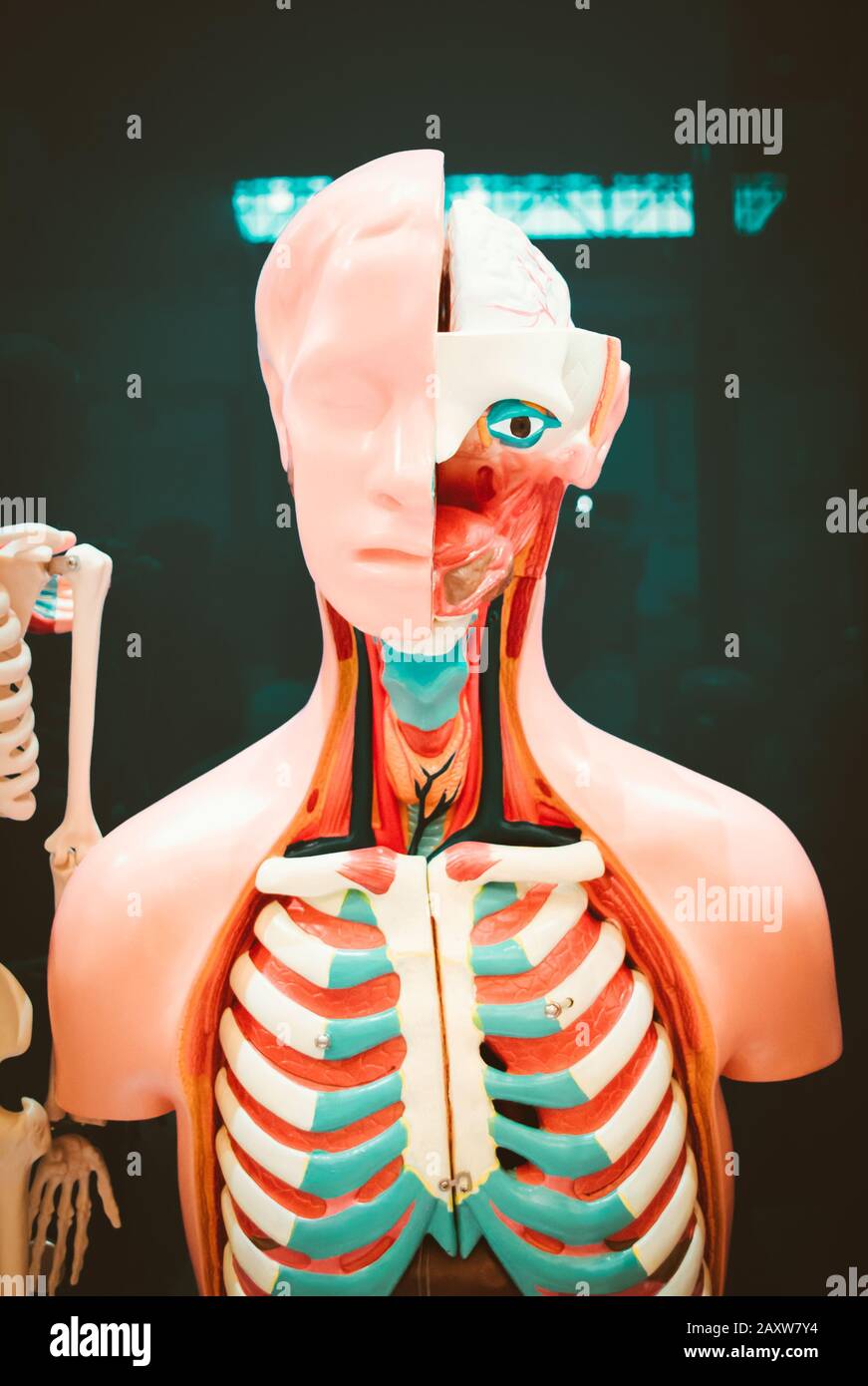 Human internal organs dummy, training dummy, detail of the face, thorax ...