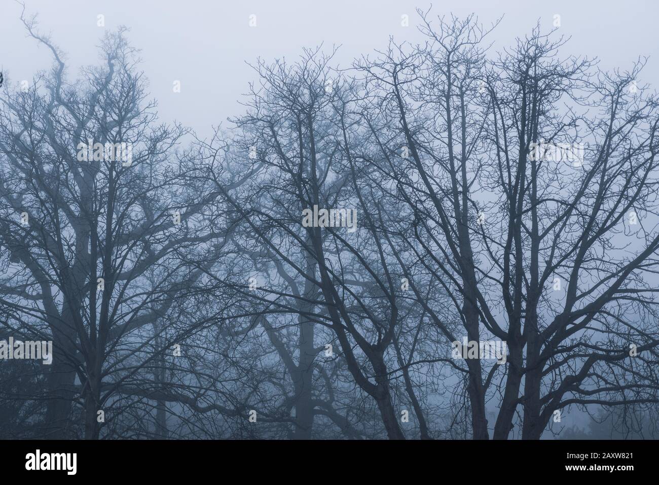 silhouette of a tree in fog Stock Photo - Alamy