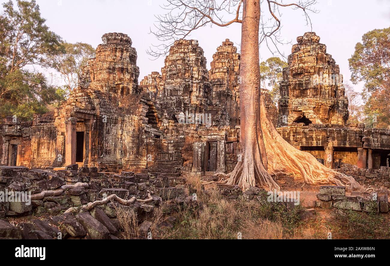Long roots of banyan tree on the ruins of ancient Angkor Wat temple at ...