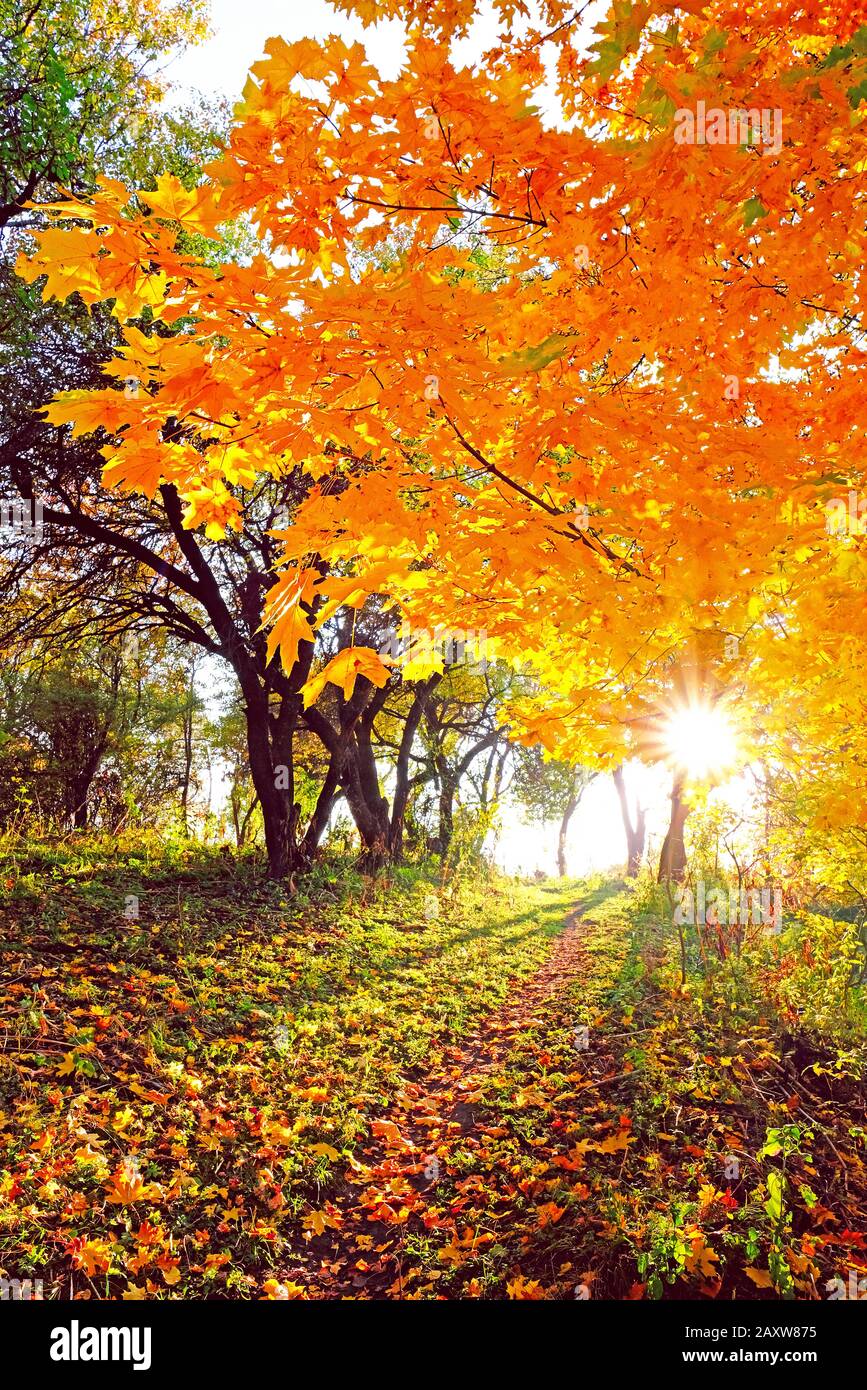 Branches of bright autumn tree over a trail in the mountains in the ...